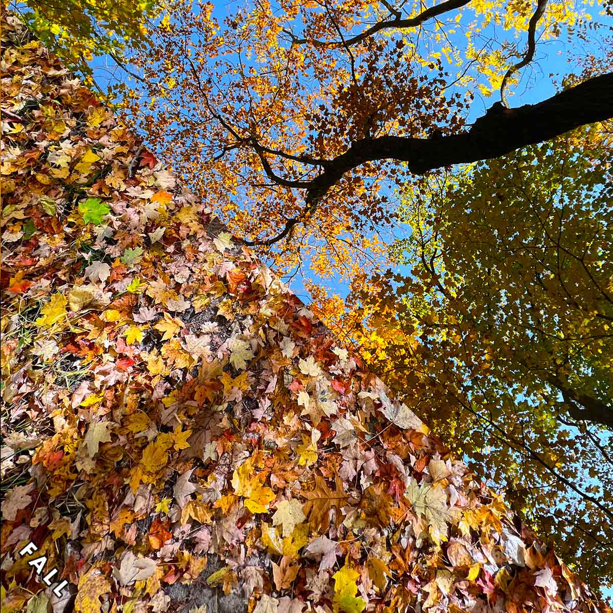 2022 Fall – Sporadic, Beautiful Things